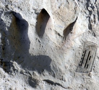 The Ichnology of Jurassic Park | Life Traces of the Georgia Coast